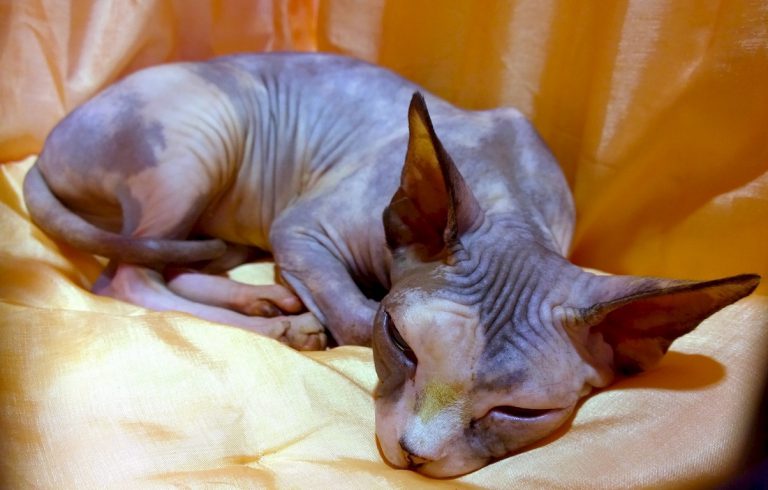 Sphynx Colors & Patterns - Sphynx cats and kittens
