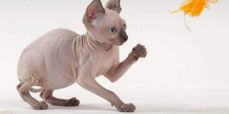 How to take care of a Sphynx Cat | Main Things of Sphynx Cat Care