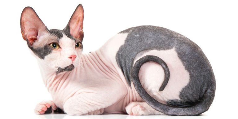 Canadian Sphynx is a hairless cat with abysmal eyes - Sphynx cats and ...