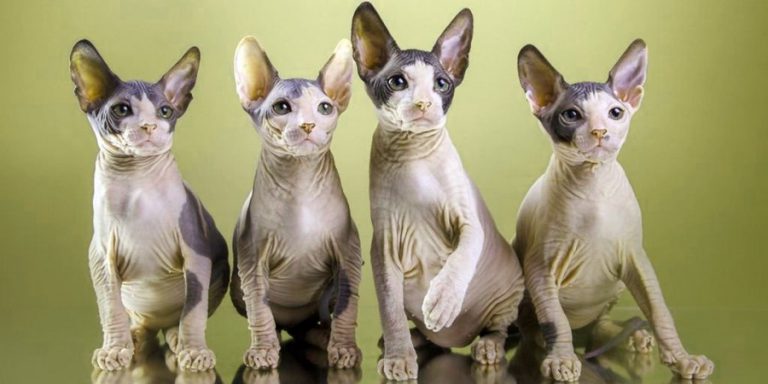 Sphynxes - a variety of hairless cats - Sphynx cats and kittens