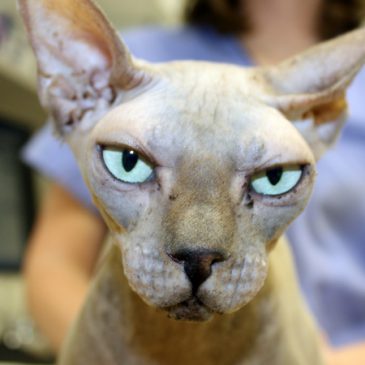 Cleaning Sphynx Cat Ears Why do you need to clean Sphynx Cat Ears ...