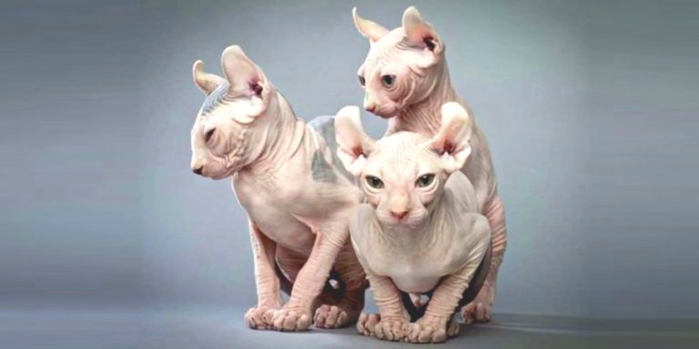 Elf cat is a hairless cat with curled ears - Sphynx cats and kittens
