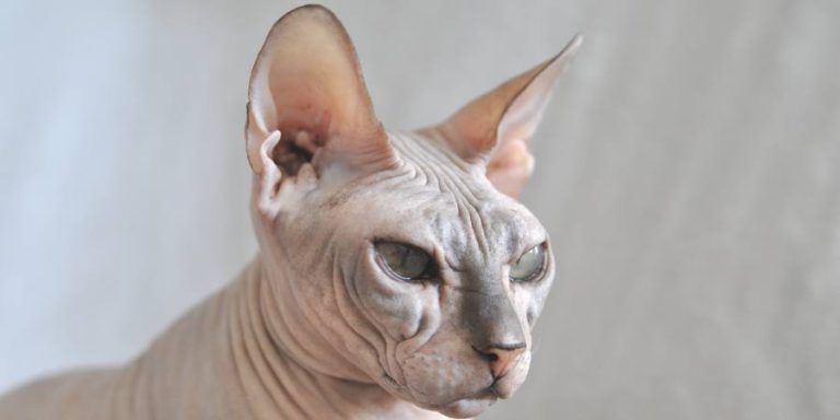 Signs of diseases in Sphynx cats - Sphynx cats and kittens